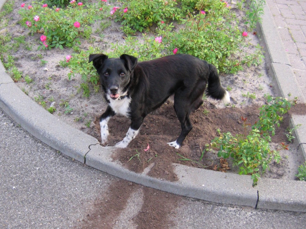 Dogs and Digging - DogHouse and Garden™